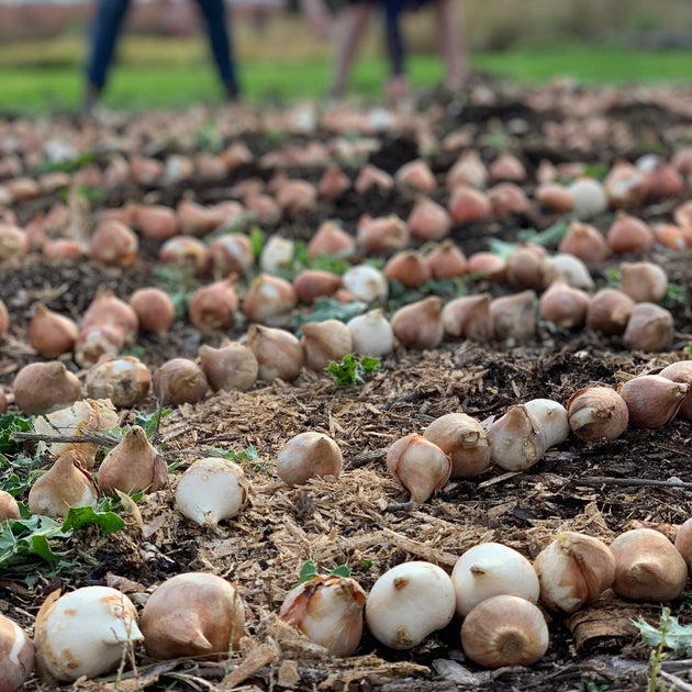 Bulbs – Tulip Town