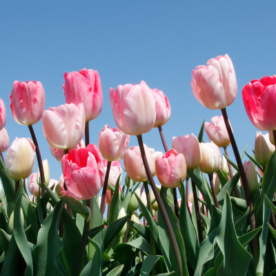 Tickets – Tulip Town