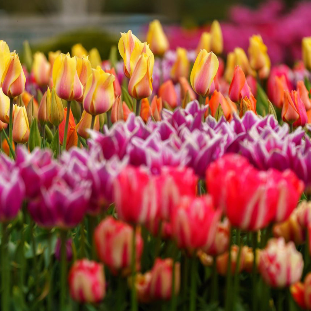 Get Tickets to Tulip Town | 2025 Skagit Valley Tulip Festival
