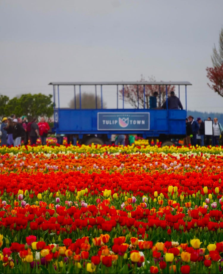Visit Tulip Town during the 2026 Skagit Valley Tulip Festival