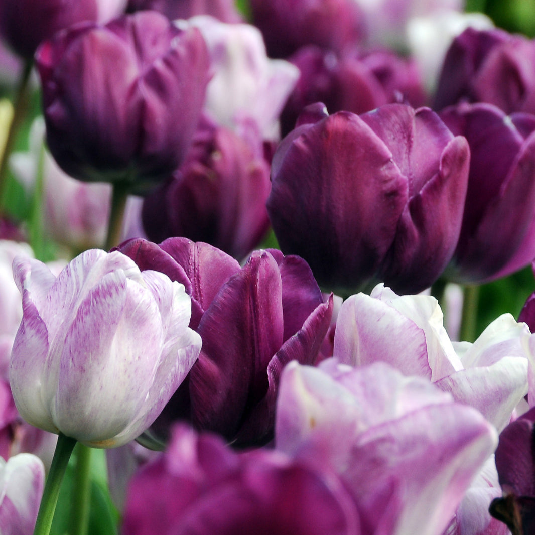 Visit Tulip Town during the 2026 Skagit Valley Tulip Festival