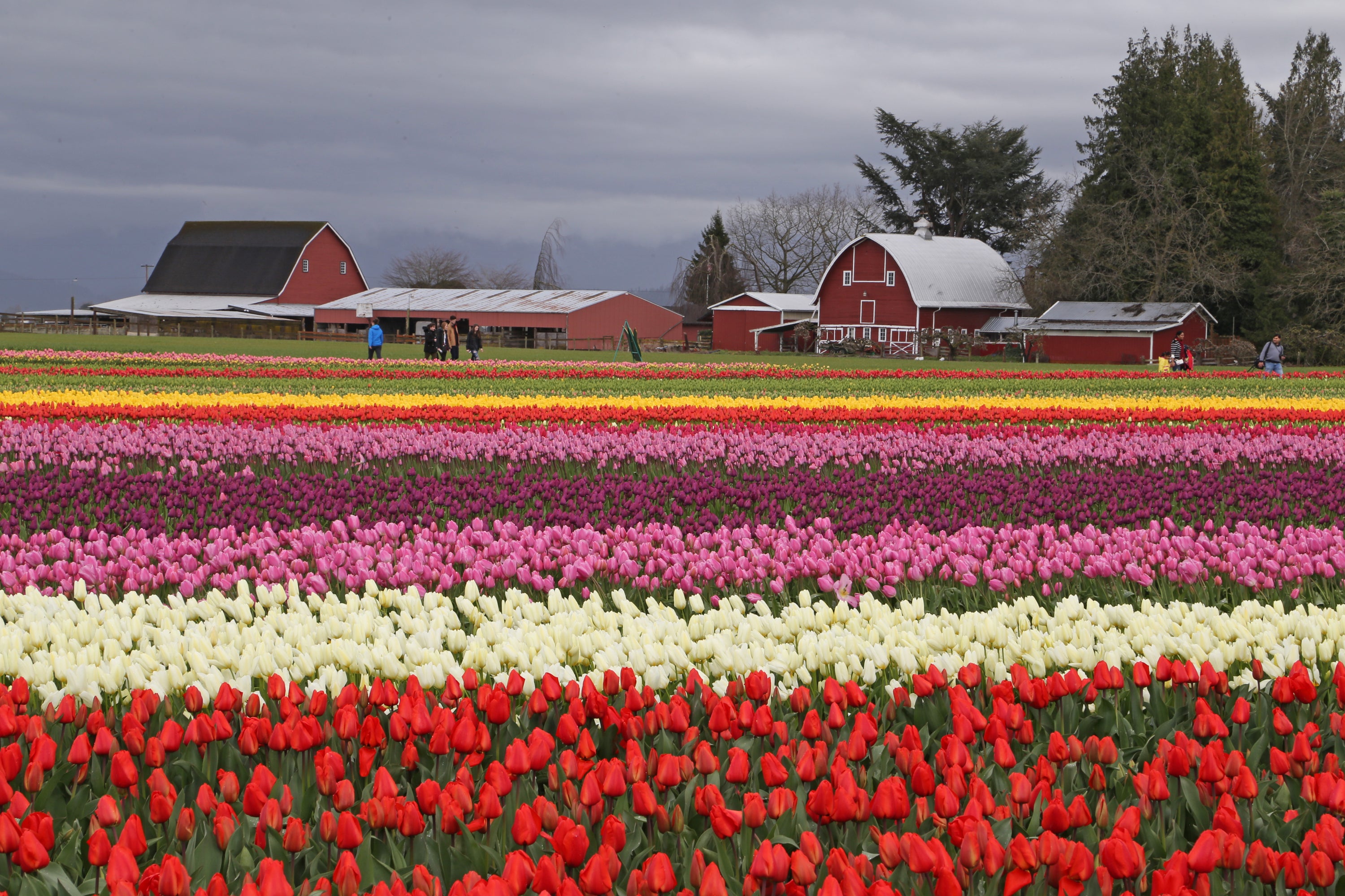 Travel & Lodging – Tulip Town