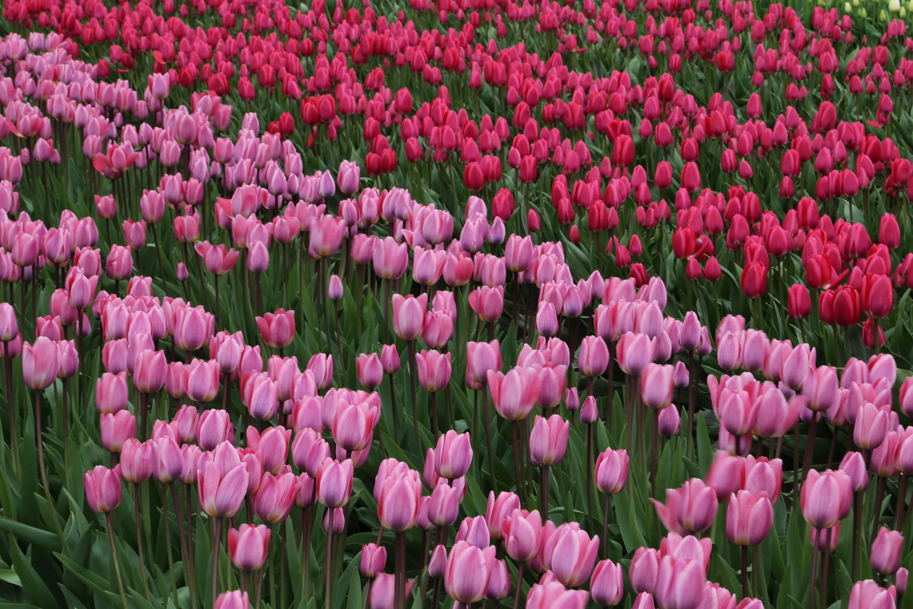 Tickets – Tulip Town