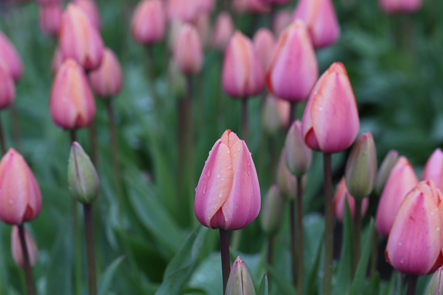 Visit Tulip Town during the 2025 Skagit Valley Tulip Festival