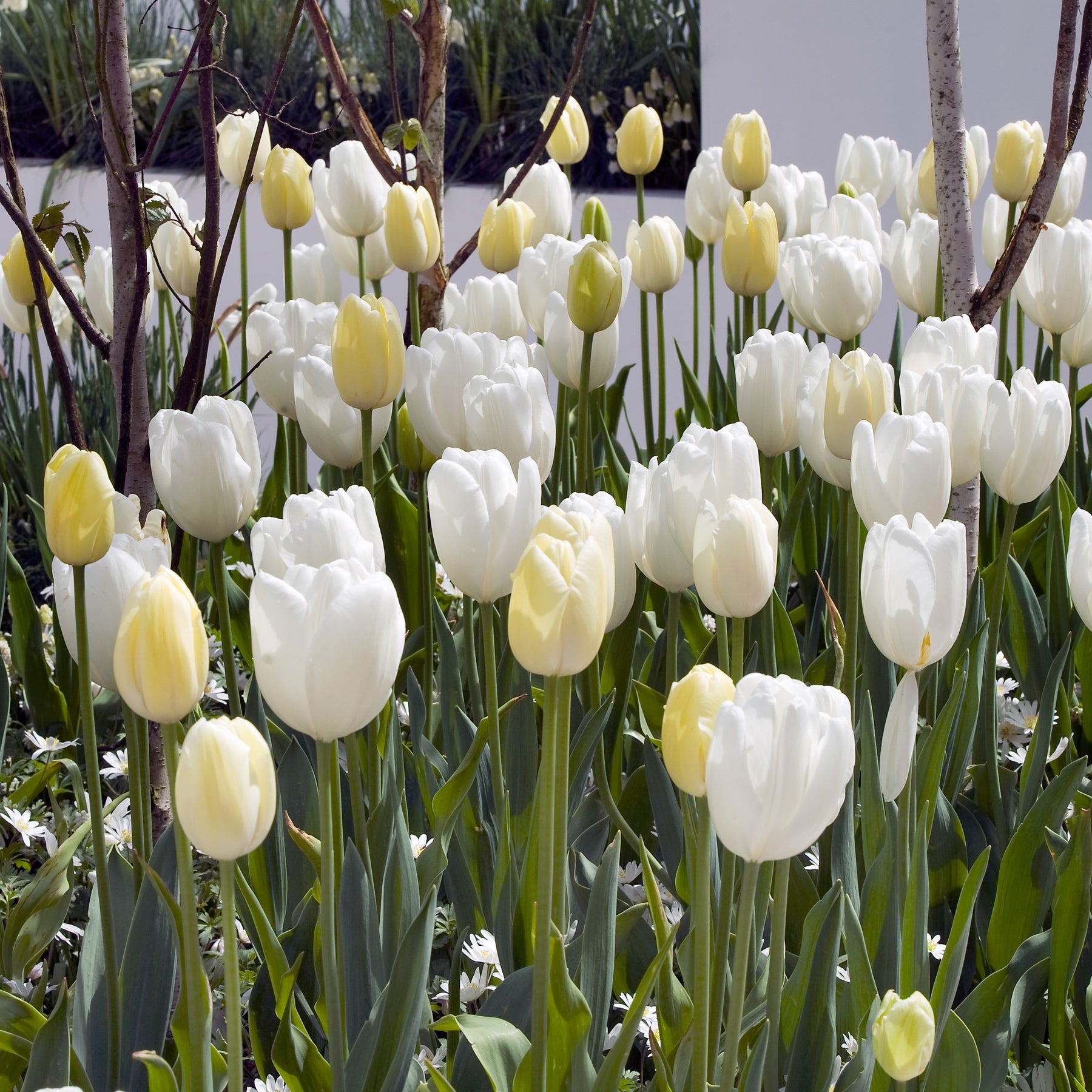 Bulbs – Page 2 – Tulip Town