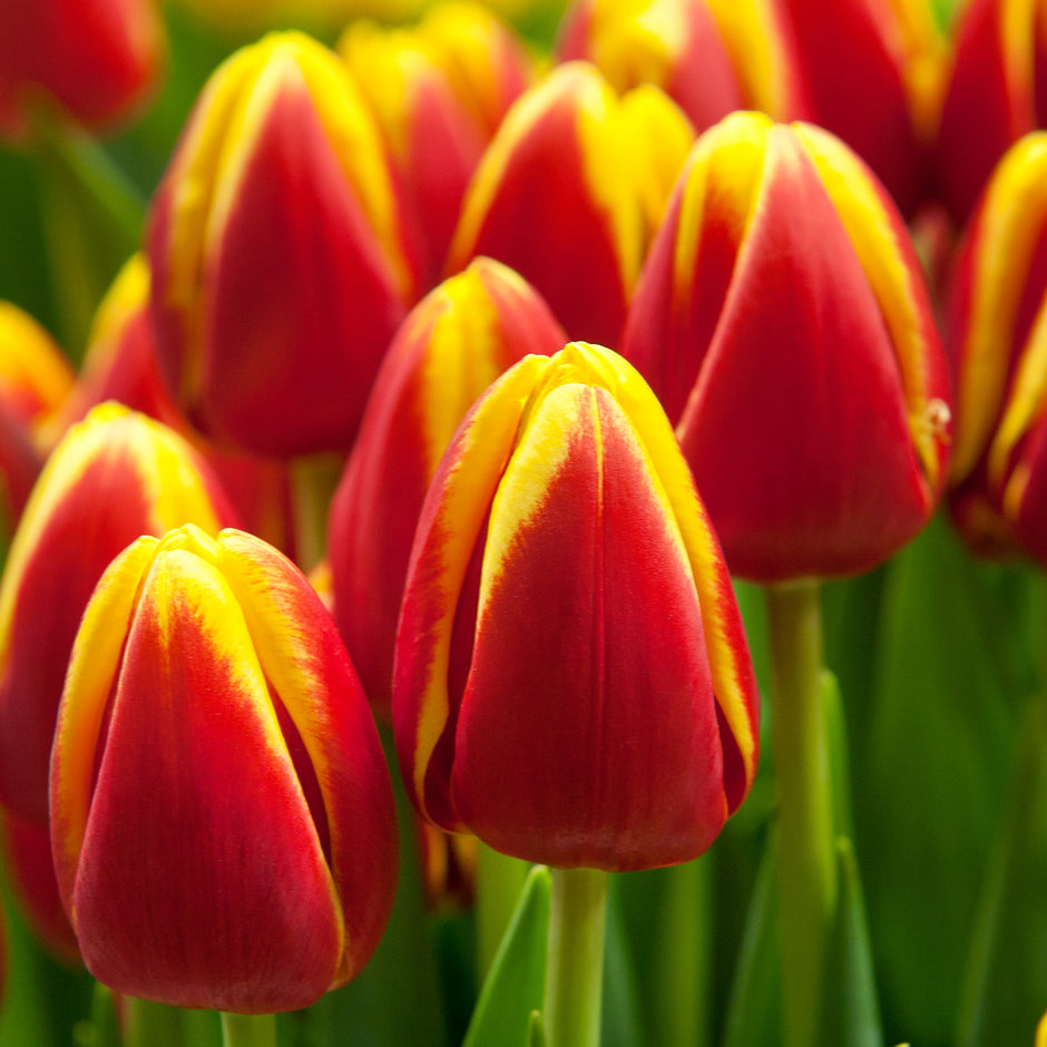 Tulip & Daffodil Bulbs – Tulip Town