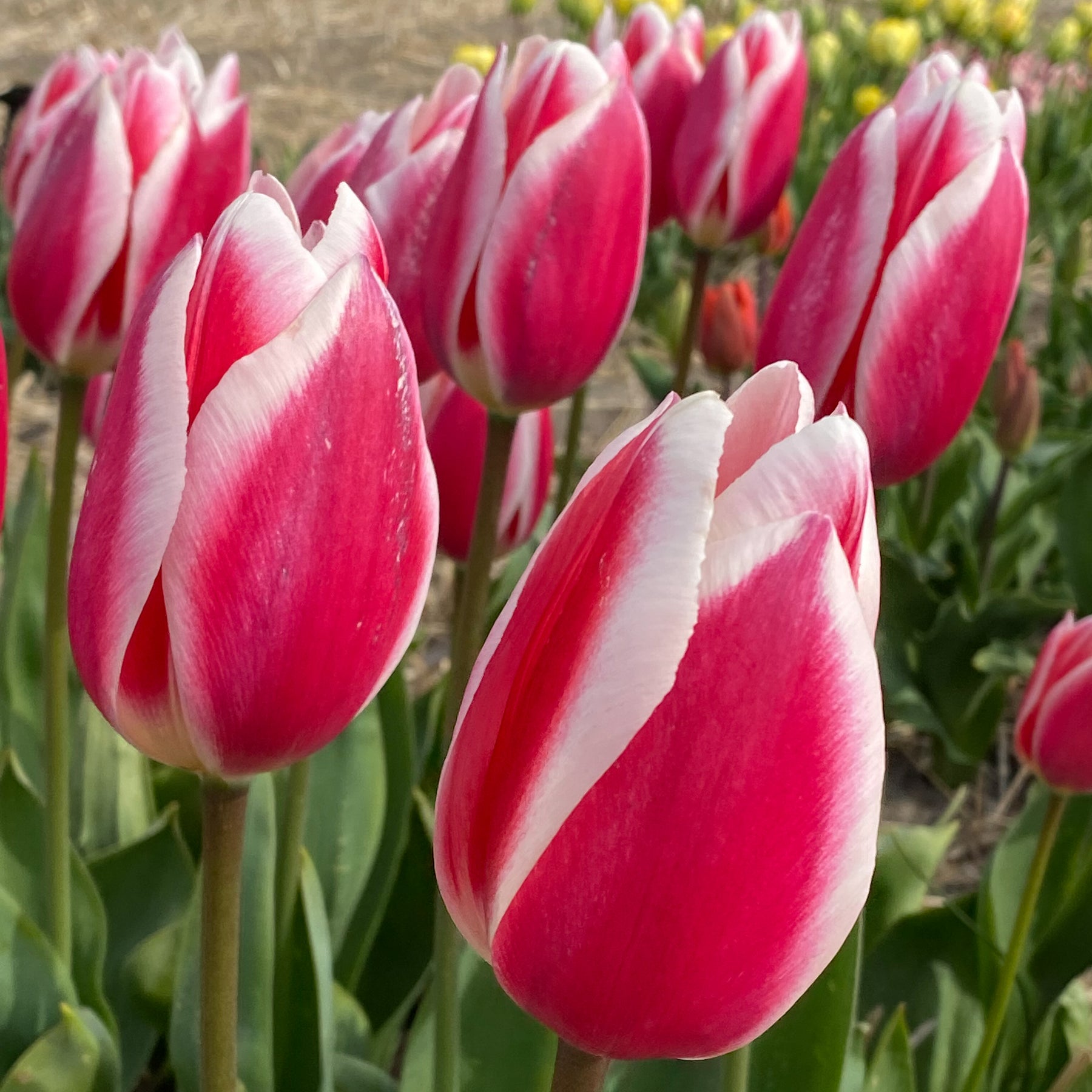 Bulbs – Tulip Town