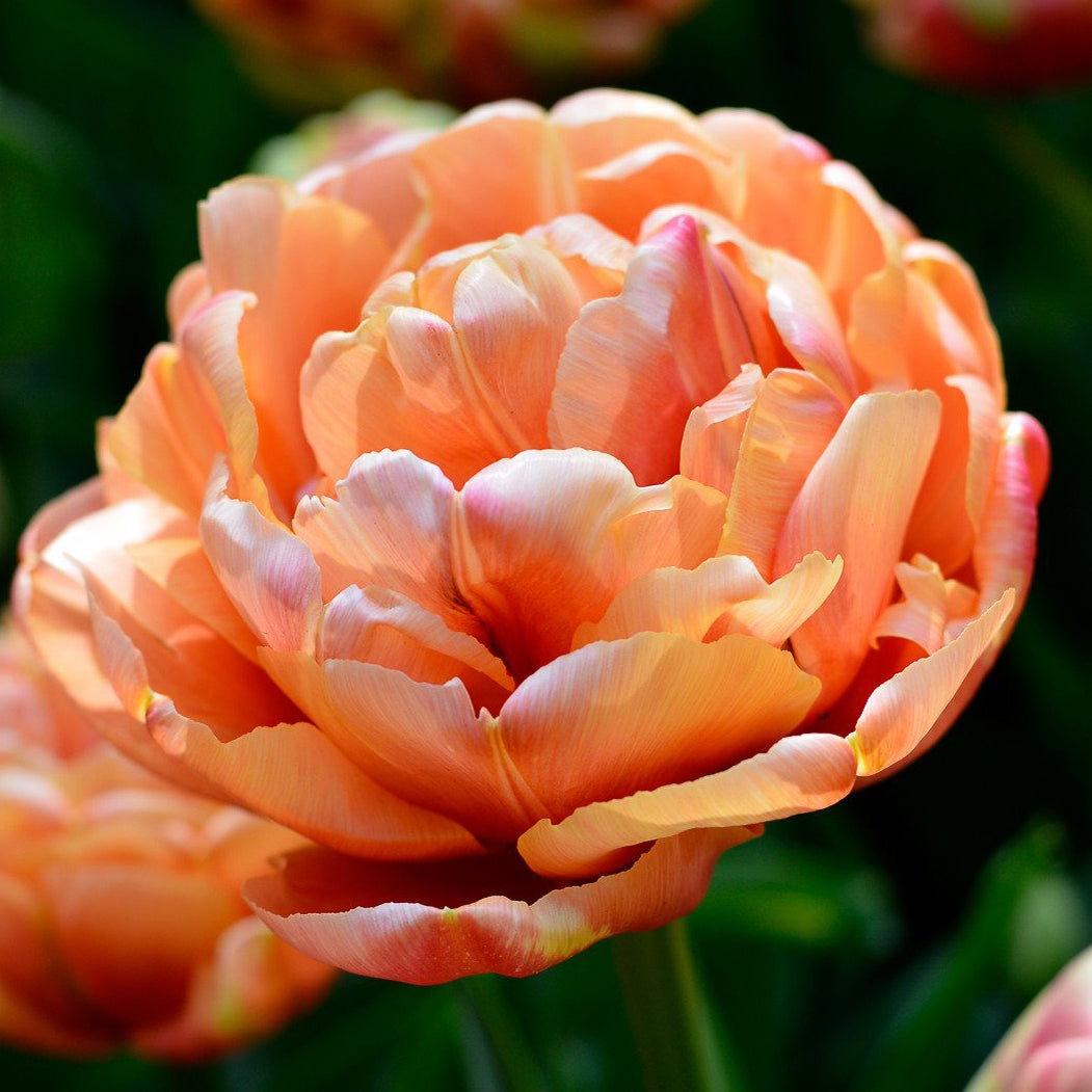 Bulbs – Tulip Town