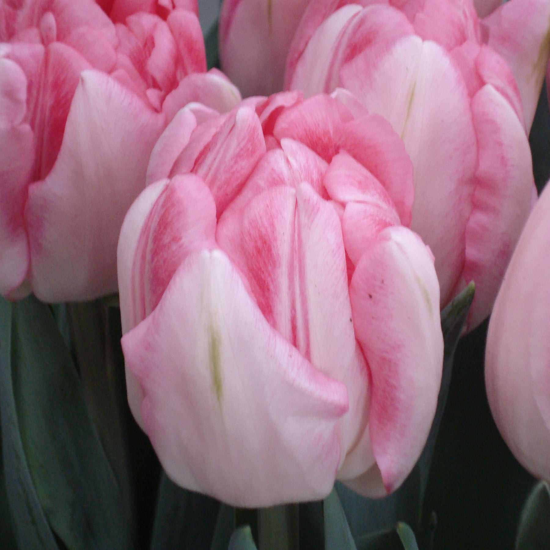 Bulbs – Tulip Town