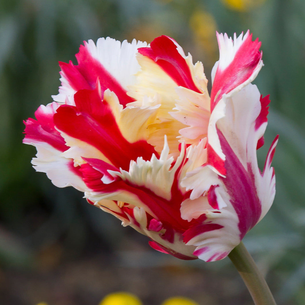 Visit Tulip Town during the 2025 Skagit Valley Tulip Festival