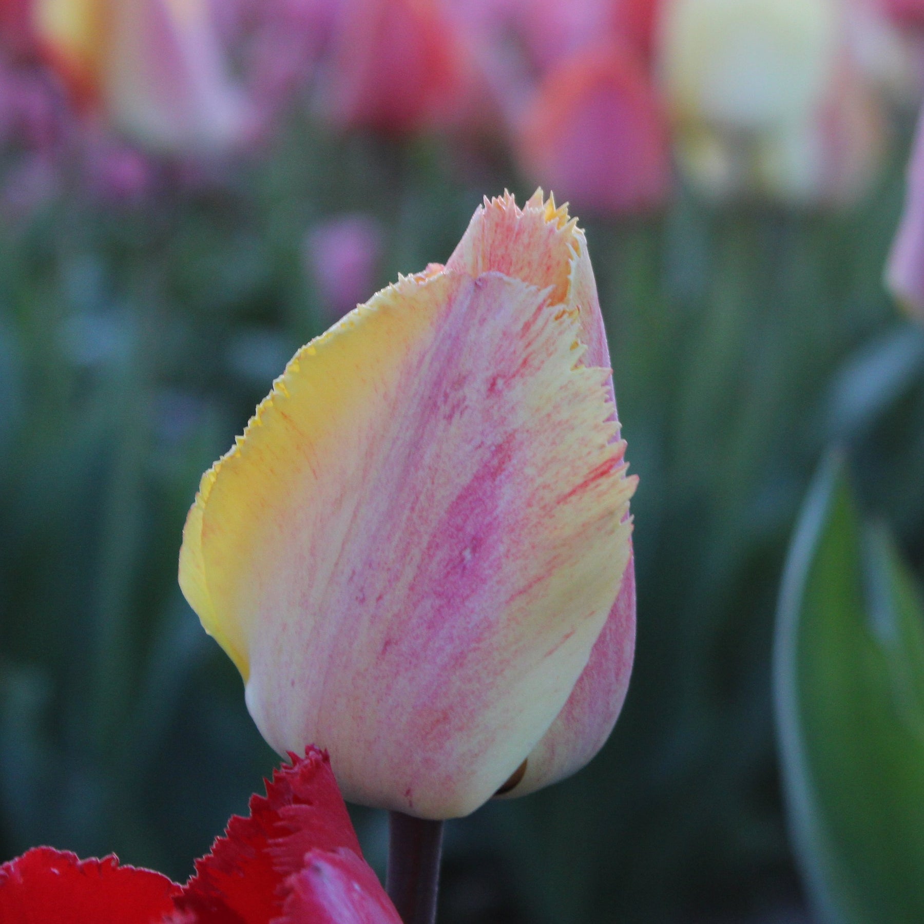 Bulbs – Tulip Town