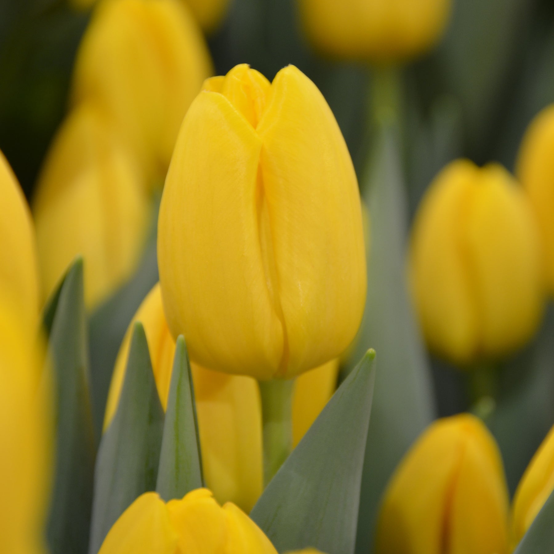 Bulbs – Tulip Town