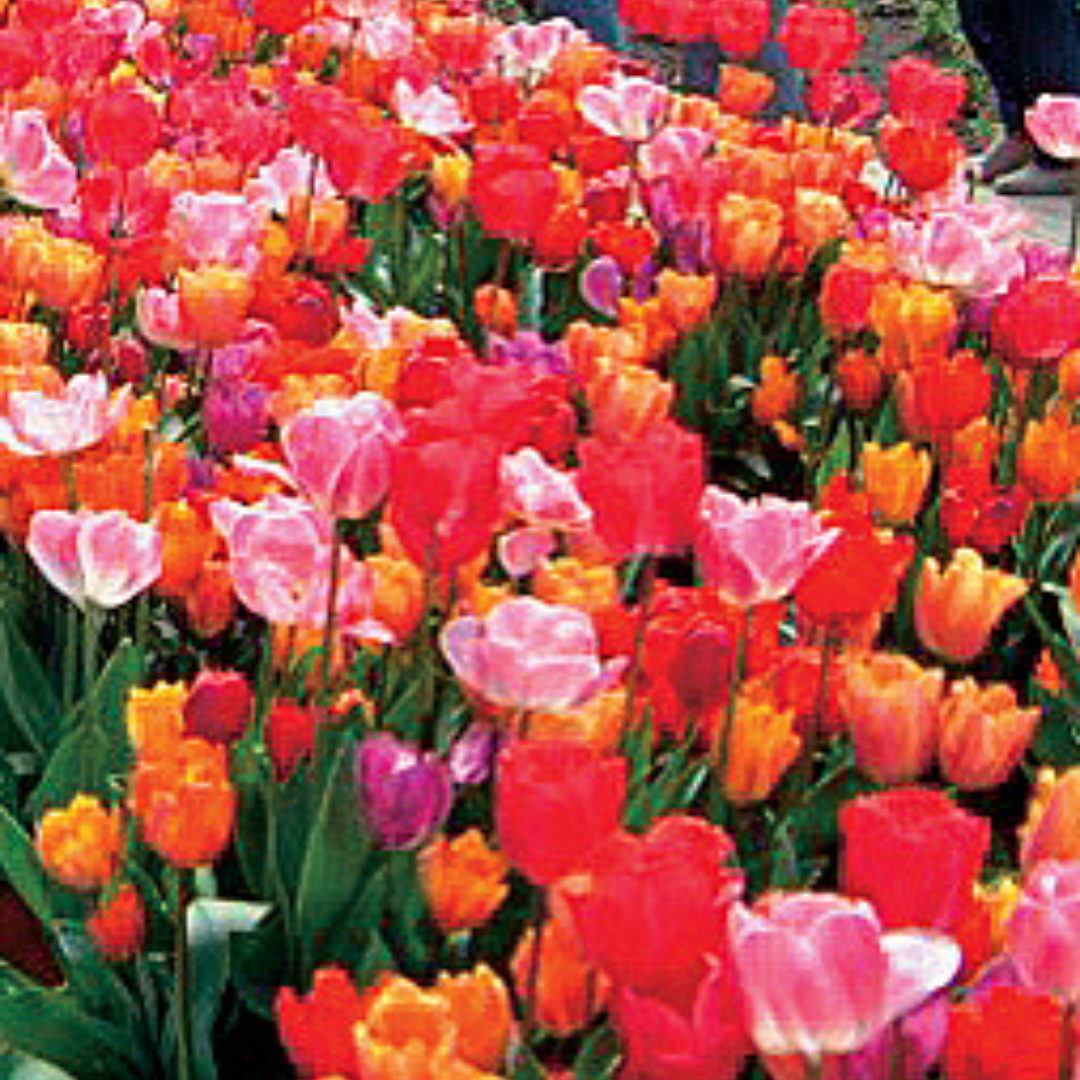 Bulbs – Tulip Town