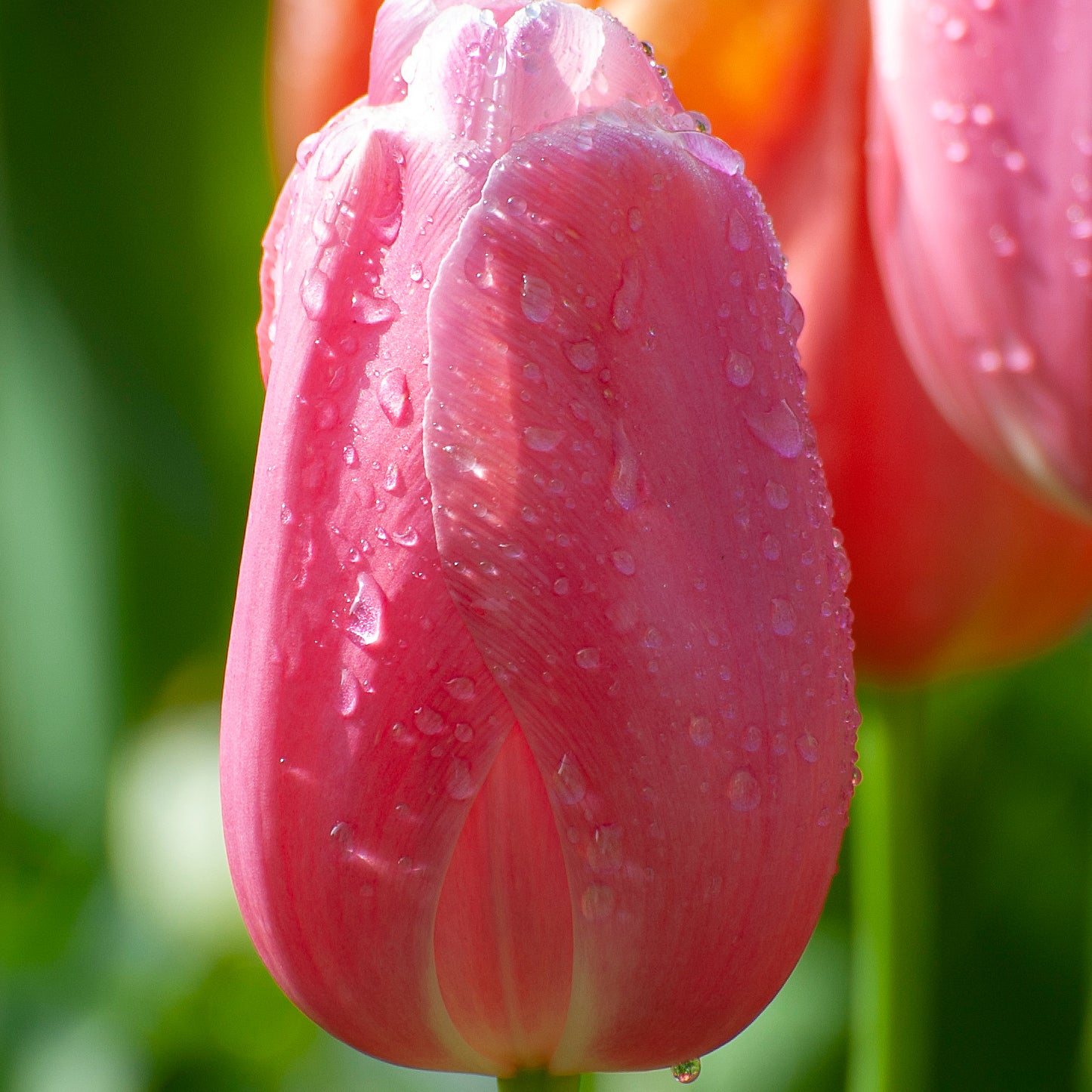 Bulbs – Tulip Town