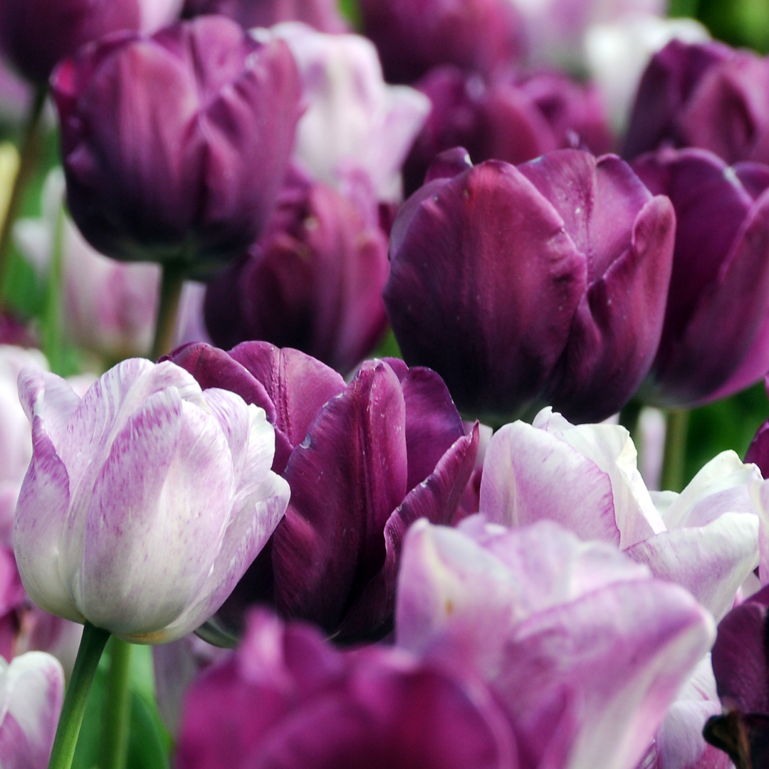 Bulbs – Tulip Town