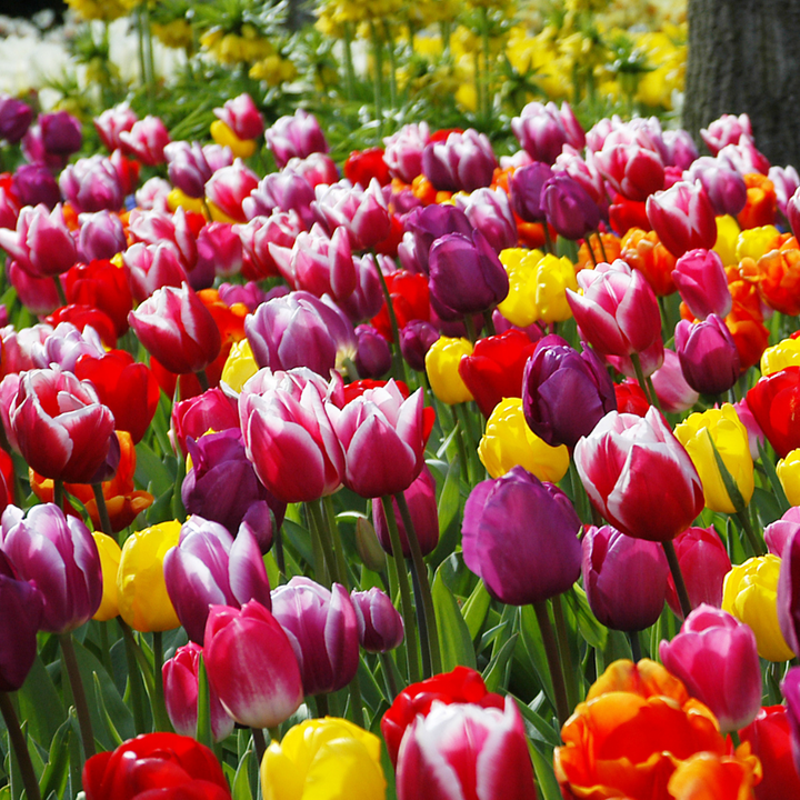 Visit Tulip Town during the 2025 Skagit Valley Tulip Festival