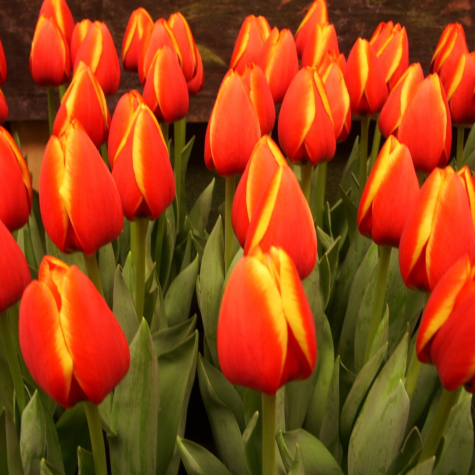 Bulbs – Tulip Town