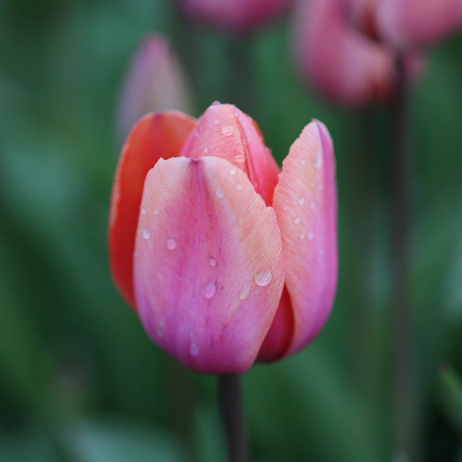 Visit Tulip Town during the 2025 Skagit Valley Tulip Festival
